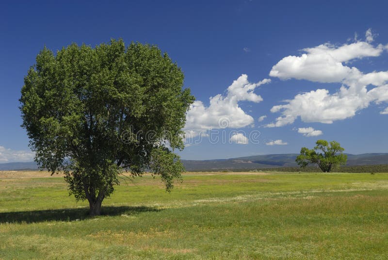 Summer Meadow in Western Colorado Stock Image - Image of clouds, scenic ...