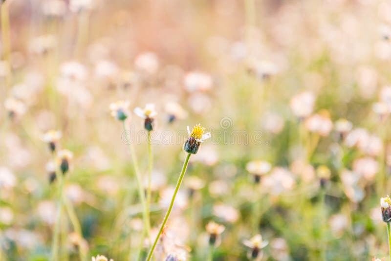 Summer Meadow with Wild Flowers Stock Photo - Image of morning, outdoor ...