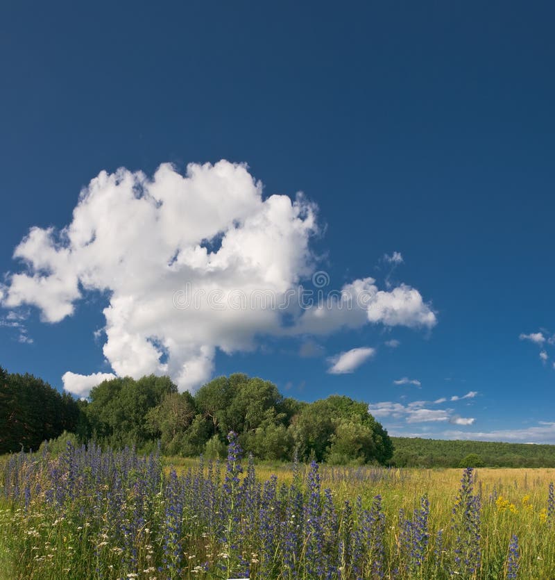 Poplar tree stock image. Image of fenland, environment - 77013267