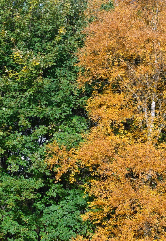 Summer meets Autumn. stock photo. Image of light, morning - 34431868