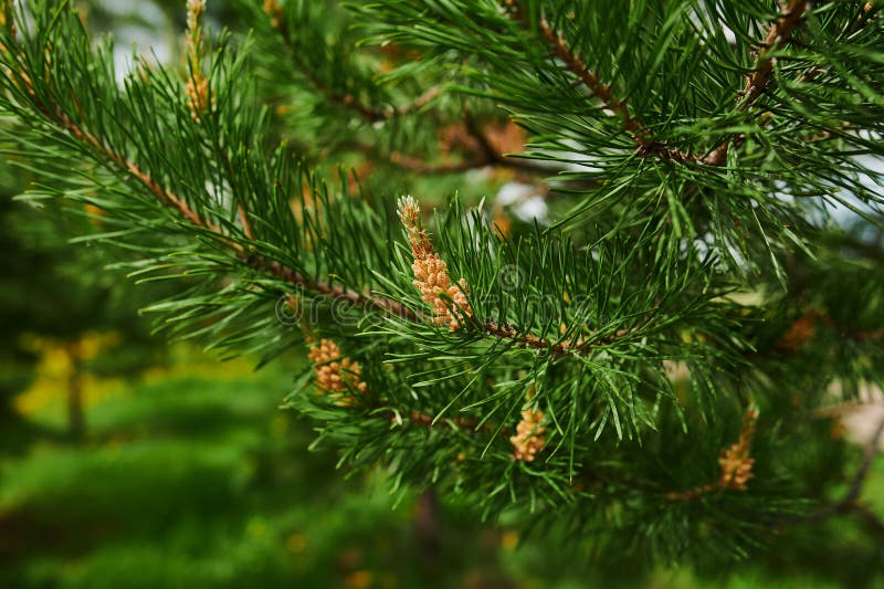 Summer Mist Along the Williams River, a Rushing Mountain Stream As Seen ...