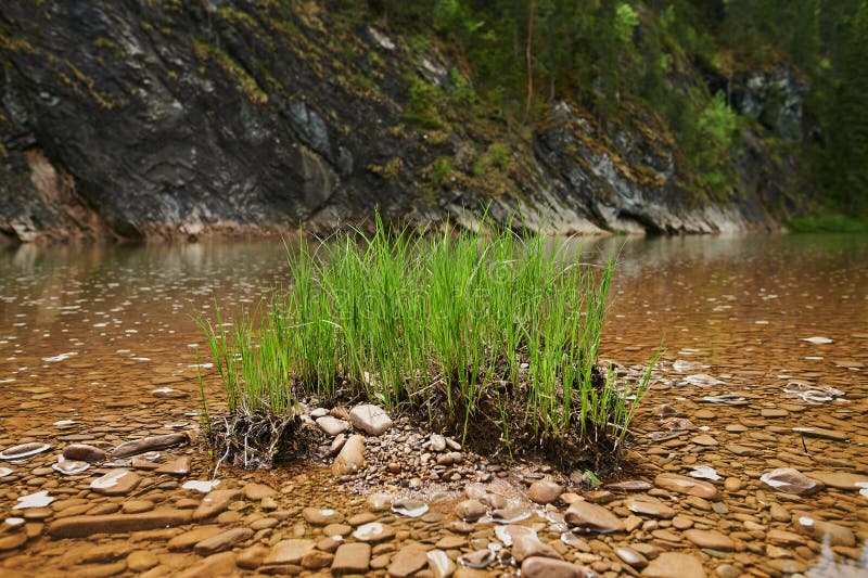 Summer Mist Along the Williams River, a Rushing Mountain Stream As Seen ...