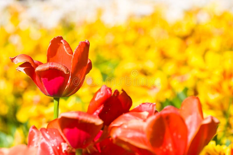 Summer Mood Picture. Image: 5355747