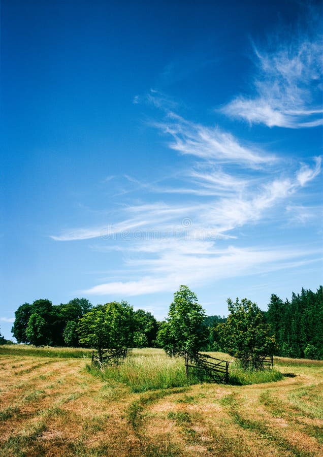 Summer Mood stock image. Image of wood, scenery, forests - 142430271