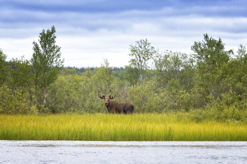 In the Summer, the Moose Hides among the Trees on River Bank Stock ...