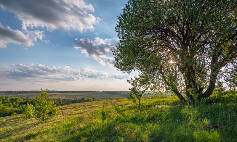 Summer moring among fields stock photo. Image of dawn - 210448778