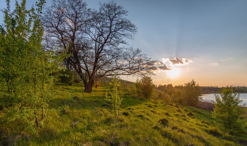 Summer moring among fields stock photo. Image of nature - 210449184