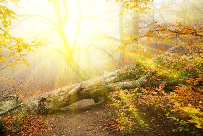 Summer morning stock photo. Image of beech, nature, myst - 11139042