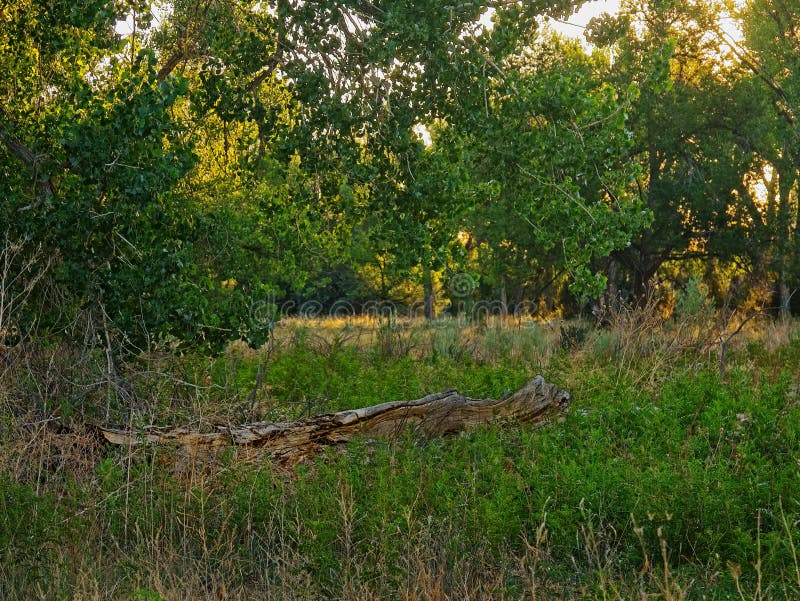 Summer Morning stock image. Image of park, scenic, pueblo - 246772469