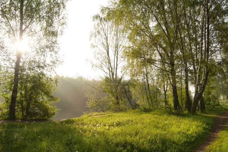 Summer morning stock photo. Image of dawn, grass, haze - 26949660