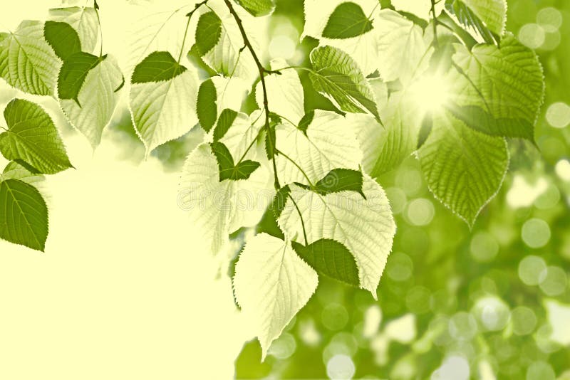 Summer Morning - Abstract Green Background Stock Photo - Image of ...