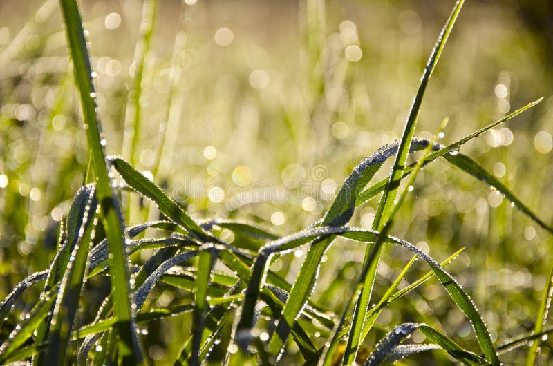 Summer morning dewy grass stock image. Image of ecology - 26065765