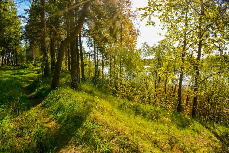 Summer morning stock photo. Image of plants, bushes, life - 94402046