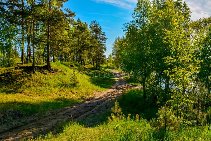 Summer morning stock image. Image of mood, aspen, color - 94402053