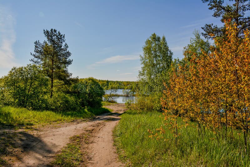 Summer morning stock photo. Image of birch, beauty, early - 94402324
