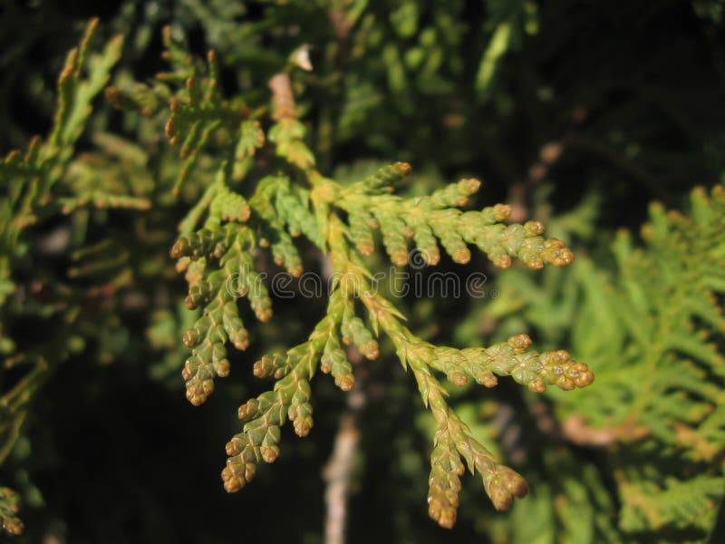 616 Juniper Sprig Photos - Free & Royalty-Free Stock Photos from Dreamstime