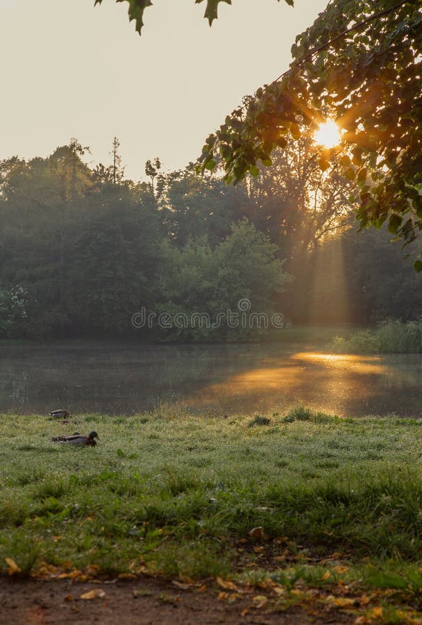 Summer Morning Landscape with Lake and Trees Stock Image - Image of ...