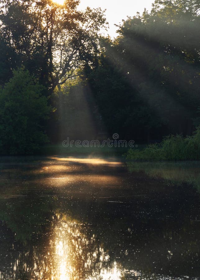 Summer Morning Landscape with Lake and Trees Stock Photo - Image of ...