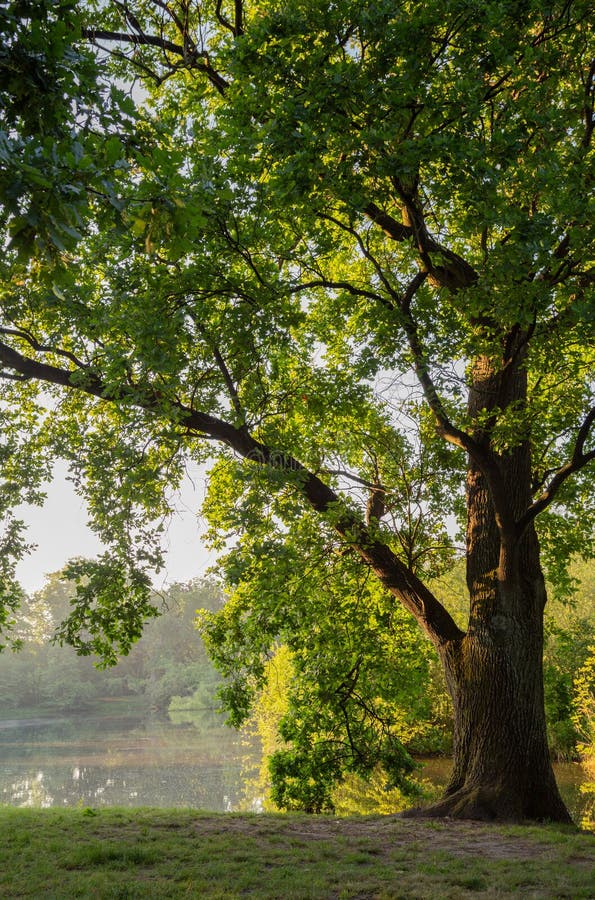 Summer Morning Landscape with Lake and Trees Stock Image - Image of ...