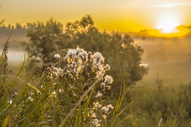 Summer Morning. stock image. Image of morning, scenic - 48918015