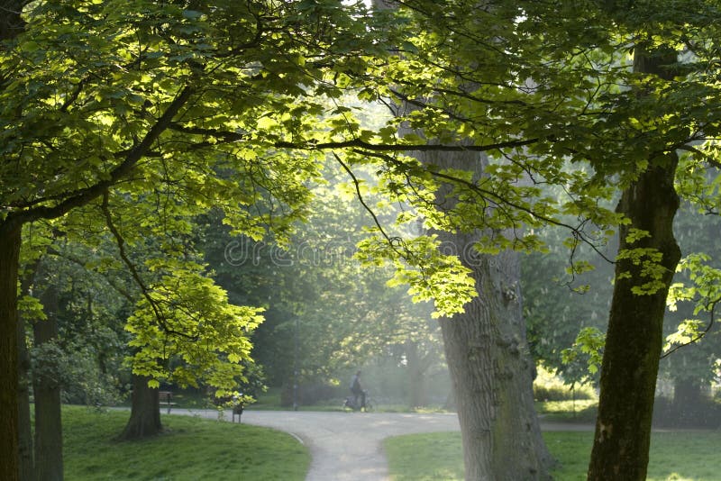 Green Tree Lined Path in Park Stock Image - Image of cycling, lane ...