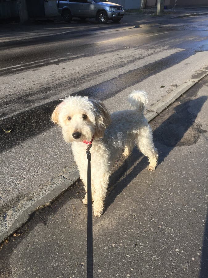 Summer morning stock image. Image of asphalt, lake, nature - 98202991