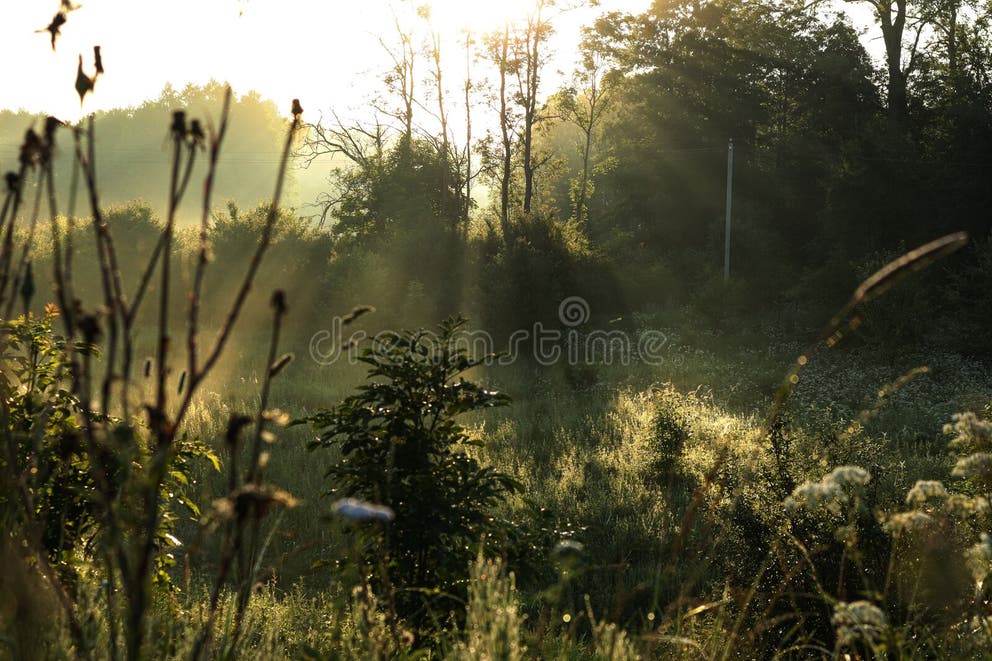 Summer Morning: Sun Rays Break through Plants in the Morning Hours ...