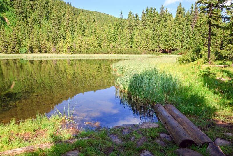 Summer Mountain Forest Lake Stock Photo - Image of puddle, lake: 11131168