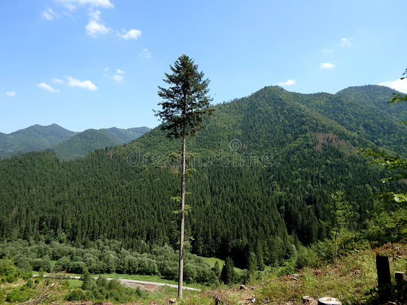 Summer Mountain Landscape with Big Fir Tree Stock Image - Image of ...