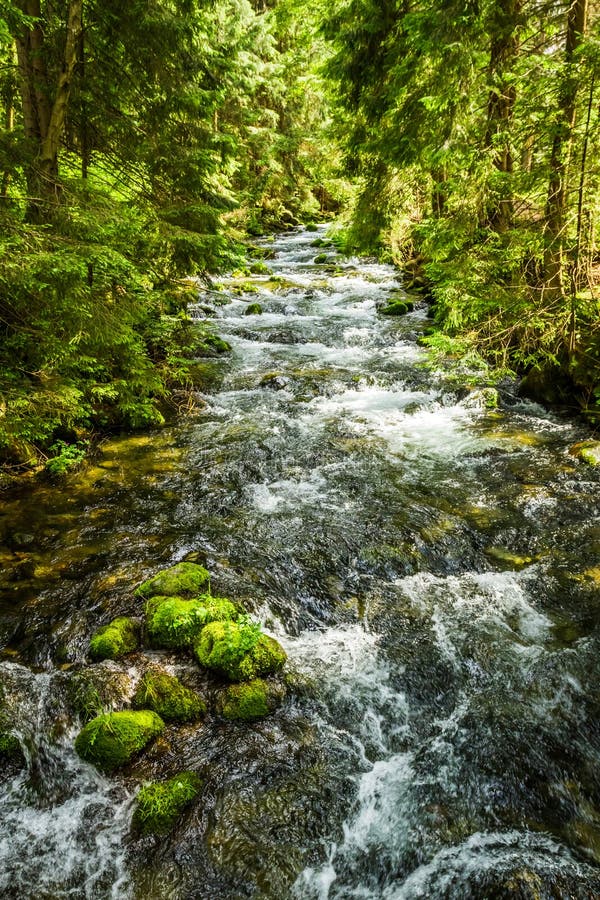 Summer Mountain Stream in the Forest Stock Image - Image of plant ...