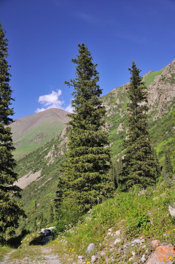 Summer in Mountains and Fur-trees Stock Photo - Image of hill ...