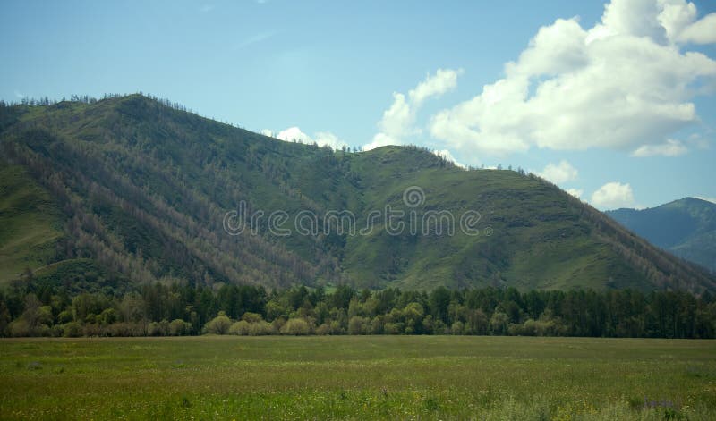 Summer Mountains Landscape with Trees. Stock Photo - Image of mountain ...