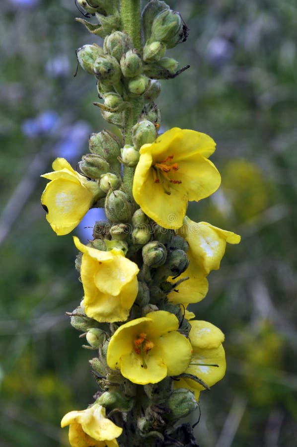 It Blooms in the Wild Mullein Verbascum Stock Photo - Image of herbal ...