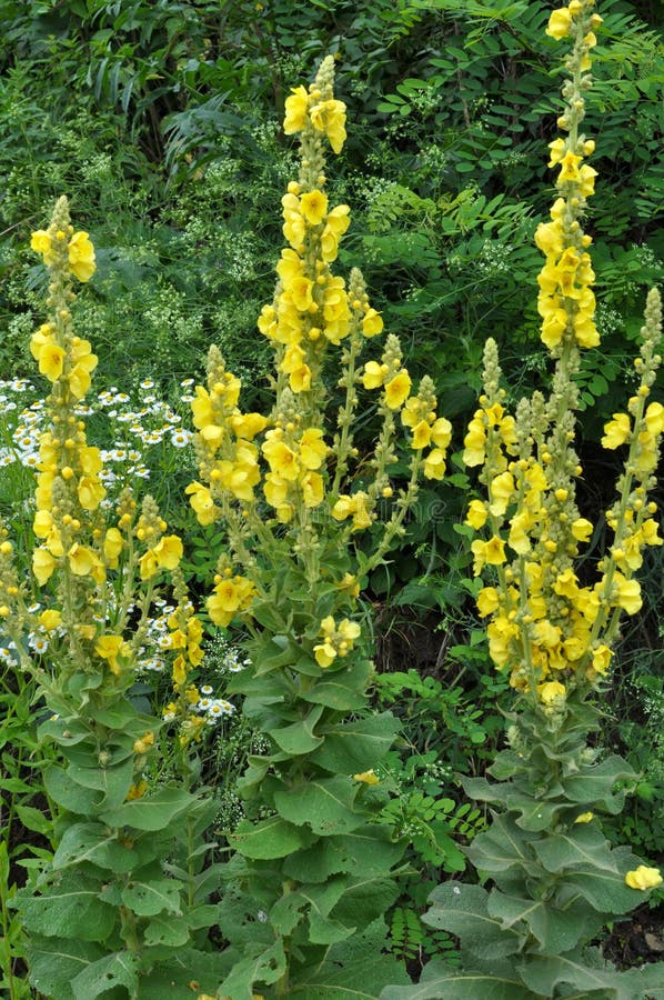 It Blooms in the Wild Mullein Verbascum Stock Photo - Image of garden ...