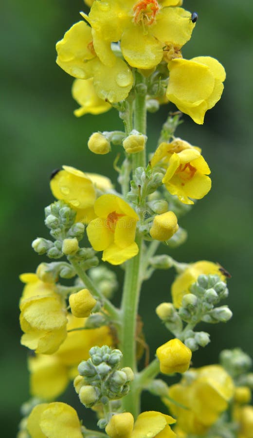 It Blooms in the Wild Mullein Verbascum Stock Photo - Image of great ...