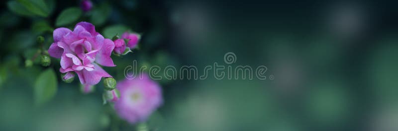 Summer Natural Background with Roses Stock Image - Image of floral ...