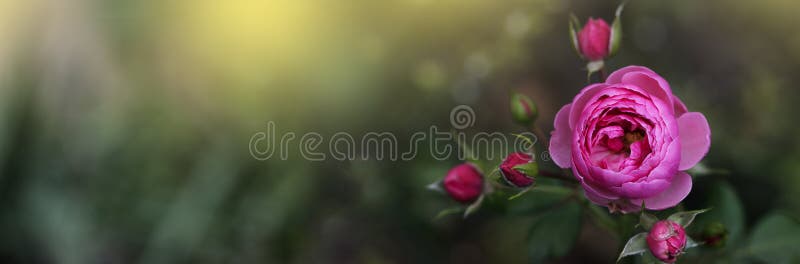 Summer Natural Background with Roses Stock Photo - Image of spring ...