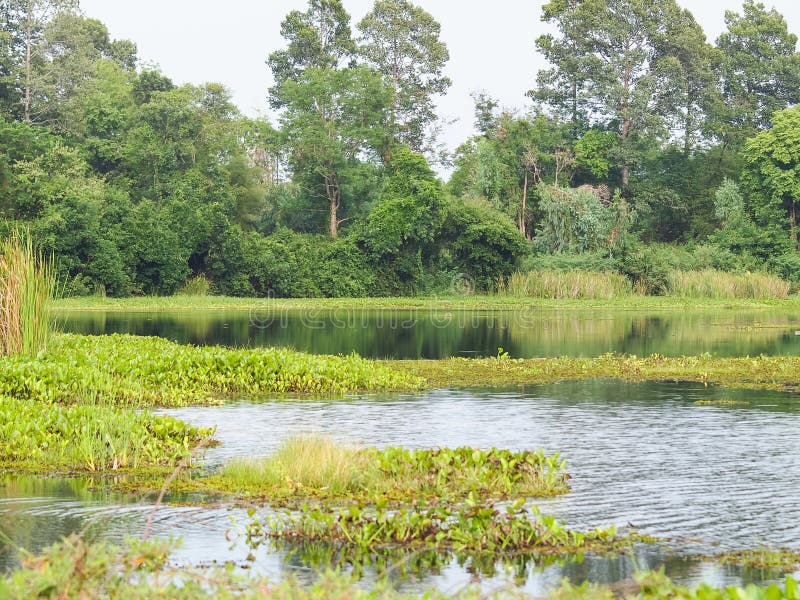 Summer Natural Forest Around Small River. Stock Image - Image of fresh ...