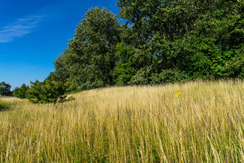 Summer natural landscape. stock photo. Image of grass - 125725522