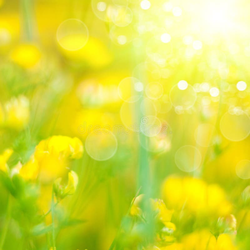 Summer Nature Background stock photo. Image of nature - 90352292