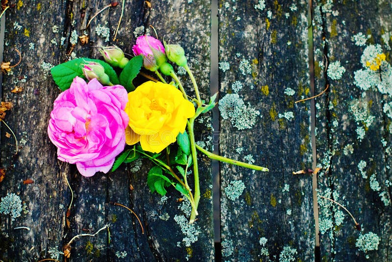 Summer Nature Background stock photo. Image of petal - 90354586