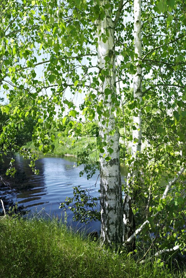 Summer Nature. Birches by the River Stock Image - Image of blue ...
