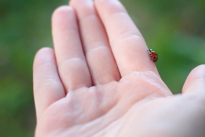 A Ladybug on a Hand, Closeup, Place for Text Stock Image - Image of ...