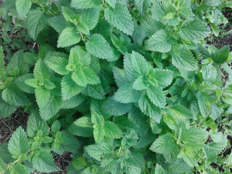 Lemon Balm, the Grass Melisa Stock Image - Image of lemon, melisa ...