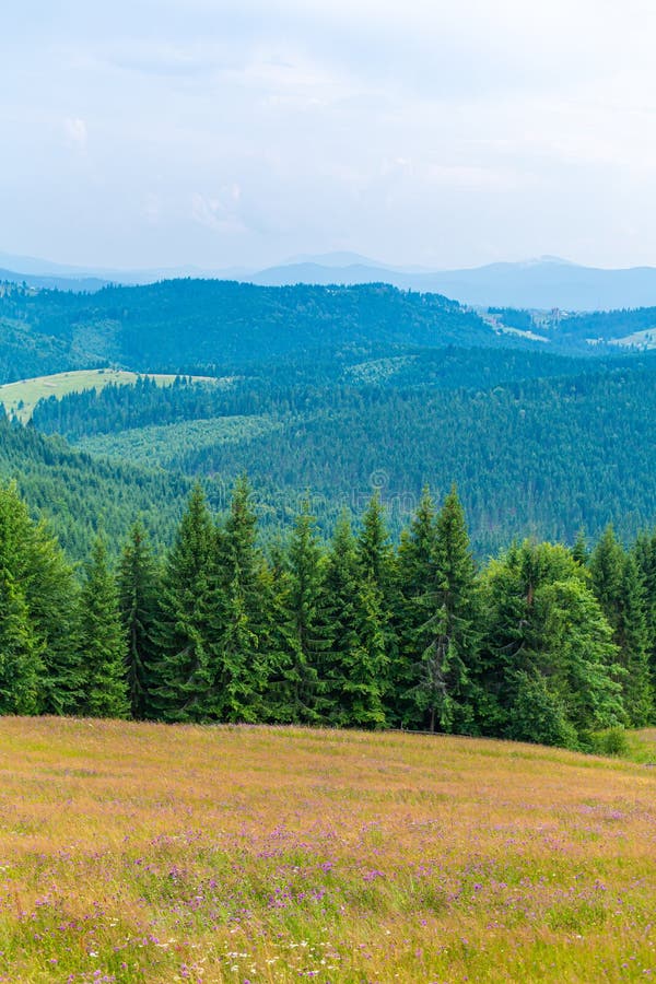 Summer Nature Landscape of Karpaty Mountains. Stock Image - Image of ...
