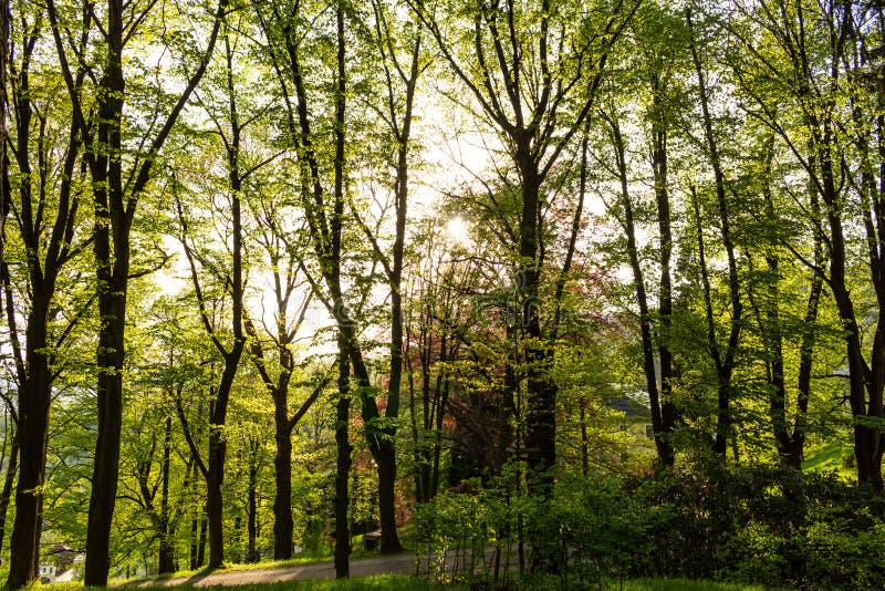 Summer Nature. Sunlight in Trees of Green Forest Stock Image - Image of ...