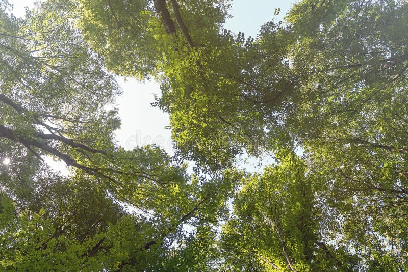 Summer Nature, Sunny Day. Upper Branches of Tree Stock Photo - Image of ...