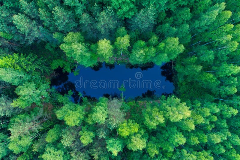 Summer Nature. Vivid Nature Background. Lake in Green Forest. Stock ... Summer Nature. Vivid Nature Background. Lake in Green Forest. Stock ...