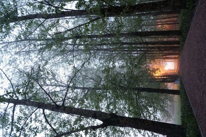 Summer night in the city stock photo. Image of tower - 219819748