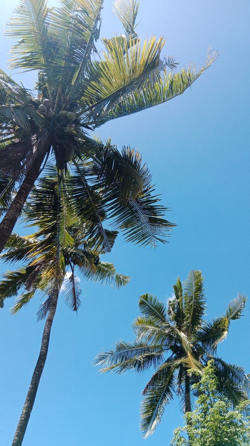 Summer at Noon. Seen a Coconut Tree with Sunlight in the Gap Stock ...